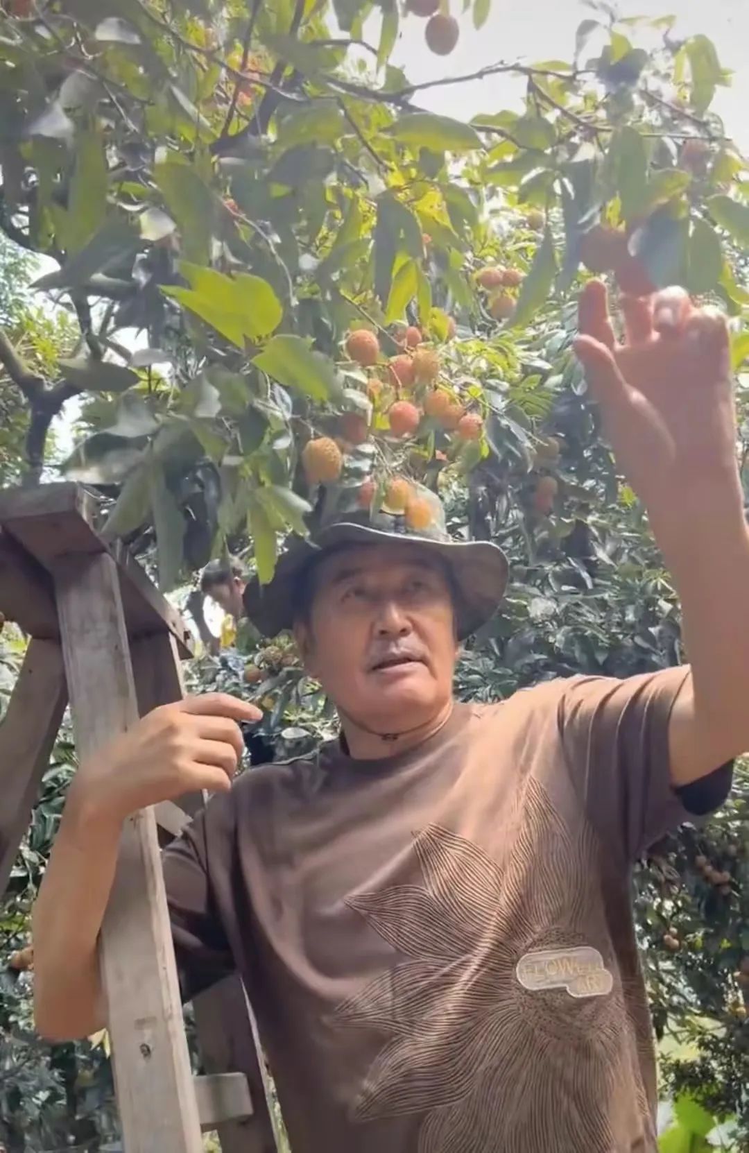 The 68-year-old Hong Kong veteran Lin Wei climbed trees to pick lychees ...
