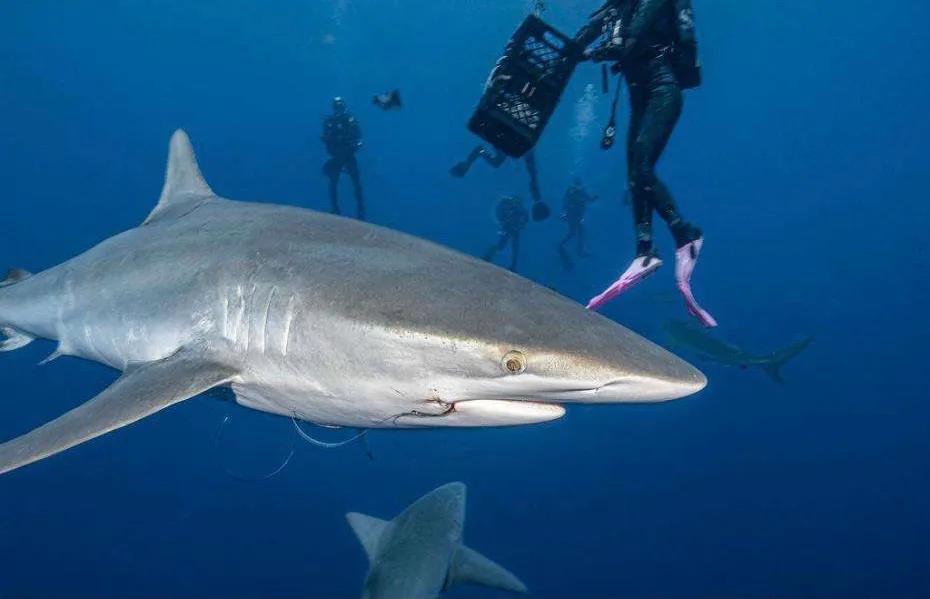 She is known as the Shark Whisperer, and helped sharks remove more than ...