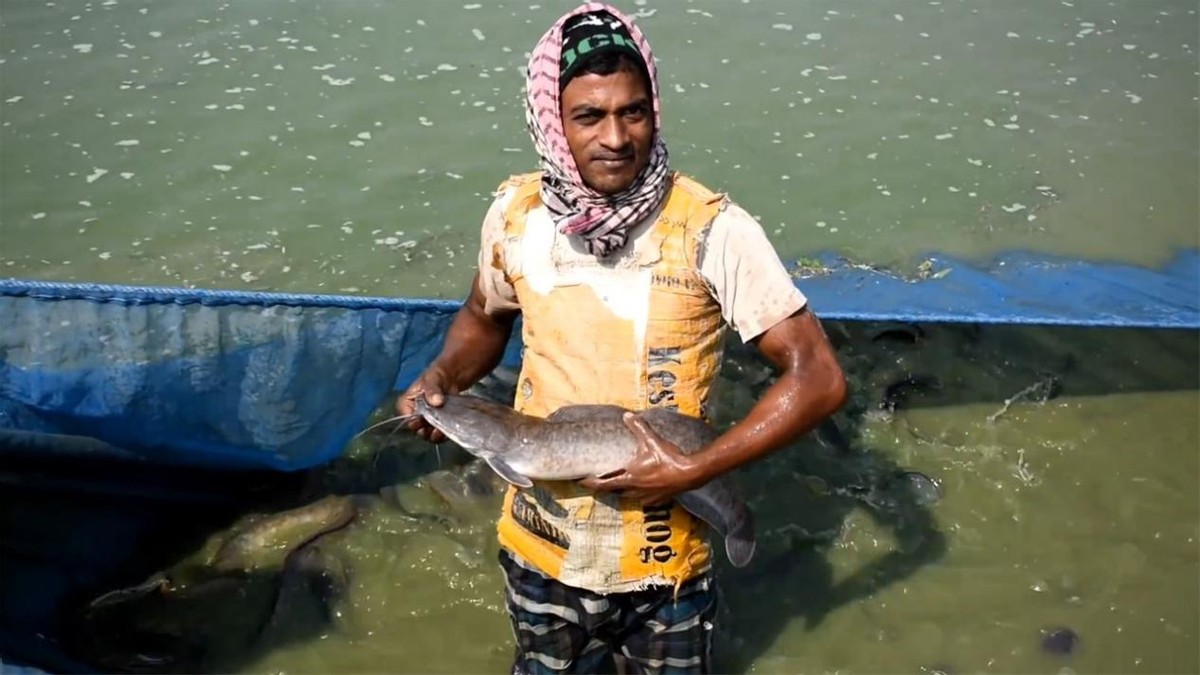 India's Ganges catfish is as fat as a pig, two meters long and weighs a ...