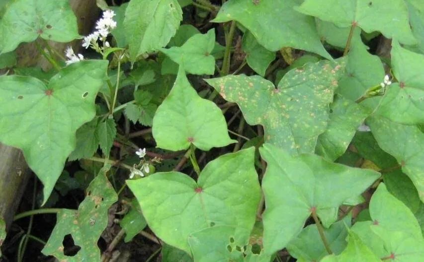 Golden buckwheat, a national second-class protected plant - iMedia