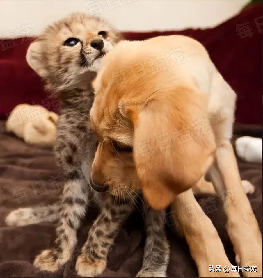 The disabled cheetah was abandoned by its mother, and the dog acted as ...