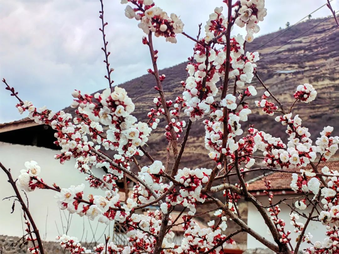 Yurun Boyu Peach Blossoms - iMedia
