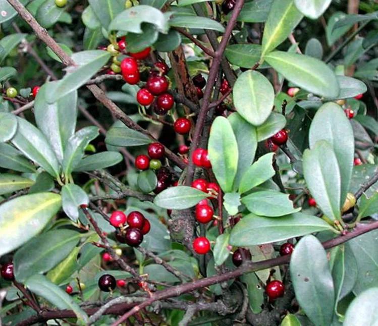 A plant in the wild is commonly known as "sour vine fruit", its fruit ...