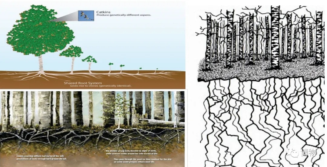 The 5 oldest trees in China, each over 5,000 years old, and all in one ...