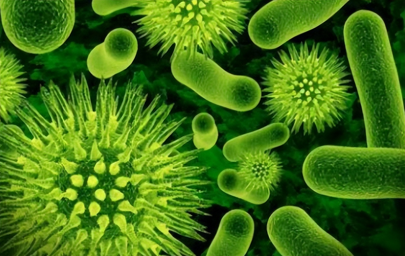 How do sulfur-oxidizing bacteria promote key nutrient uptake by plant ...