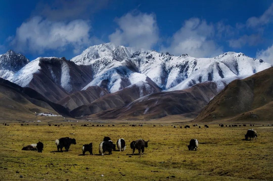 "Boat of the Plateau" - Yak - iNEWS