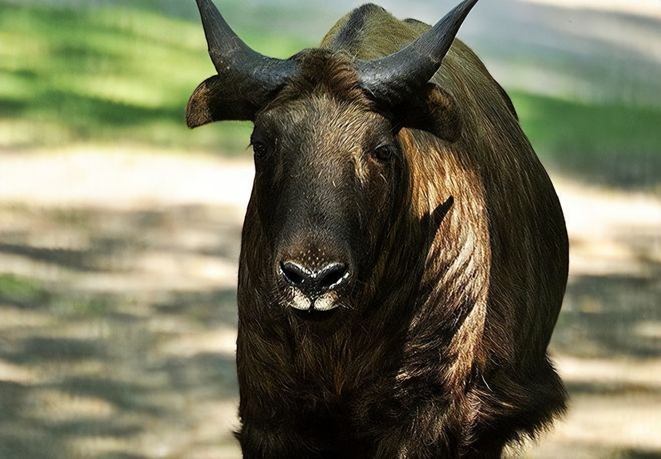 The Qinling takin is partially flooded and even hurts humans, but why ...