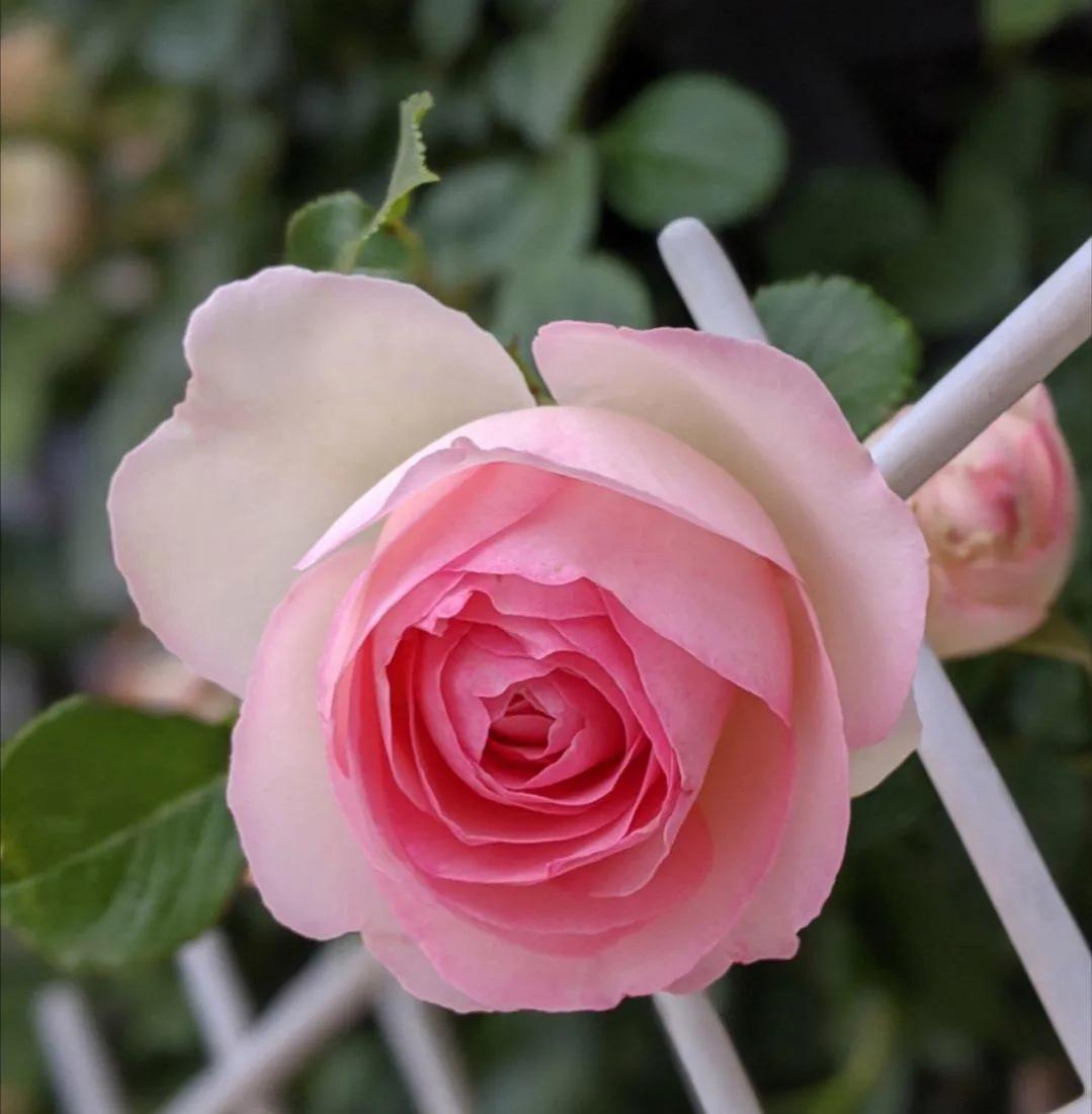 Sharing Rose Varieties - Pink Longsha Gem Rose - iNEWS