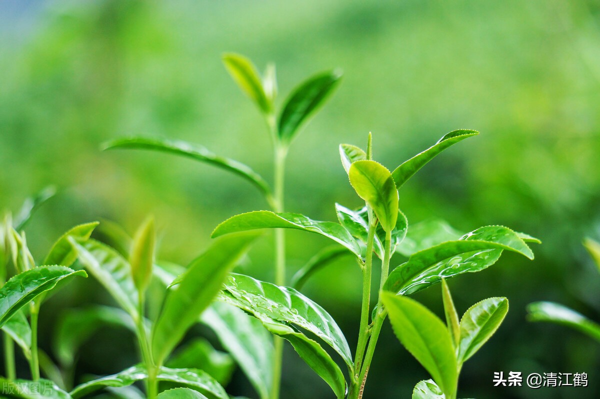 Oolong tea is delicious, and how to choose the "Yan Yun" tea that suits ...