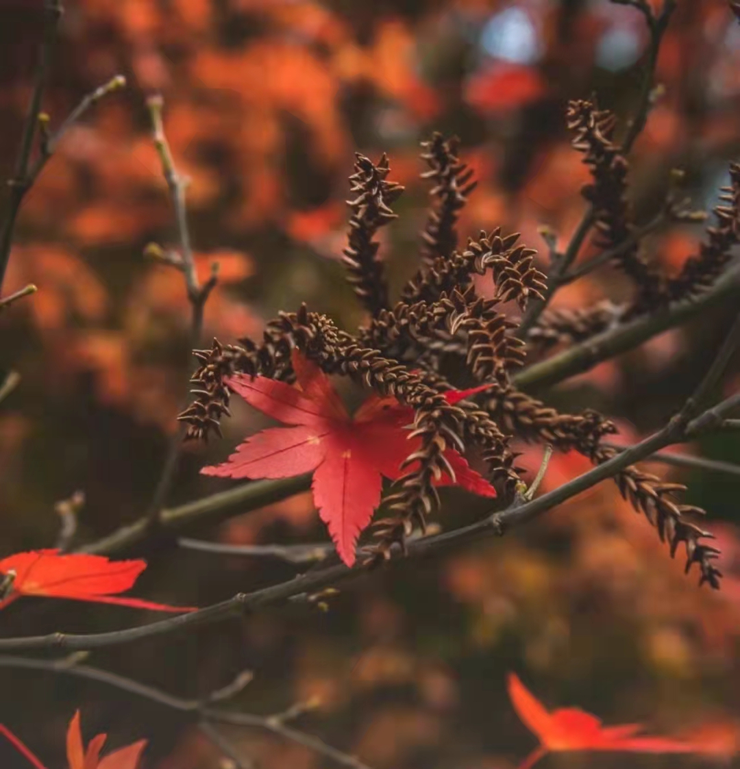 "Jin and Tang Longlei" understands the imperiousness of emperors - iNEWS