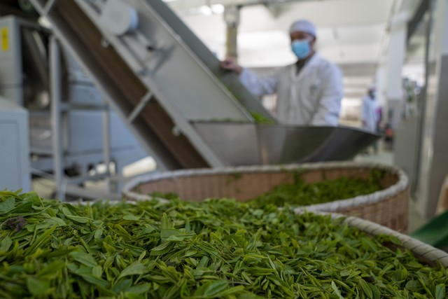 What is the key process of green tea? - iNEWS