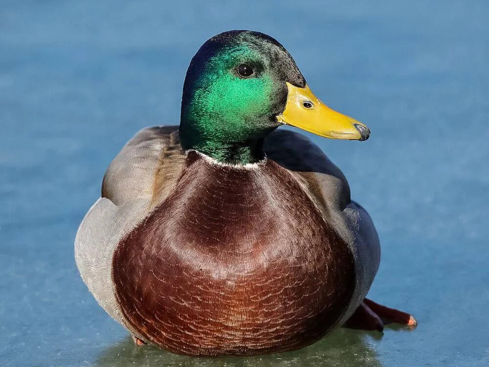 Come see the duck!You may not have seen all these ducks - iNEWS