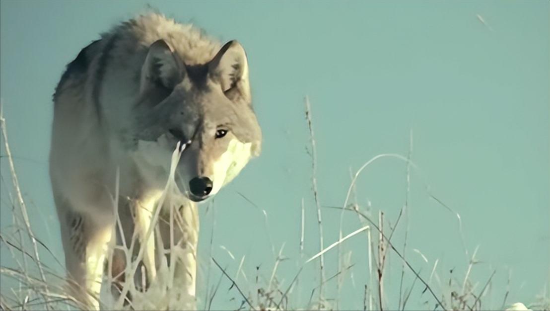 The newborn baby girl was abandoned in the wilderness, and the mother ...