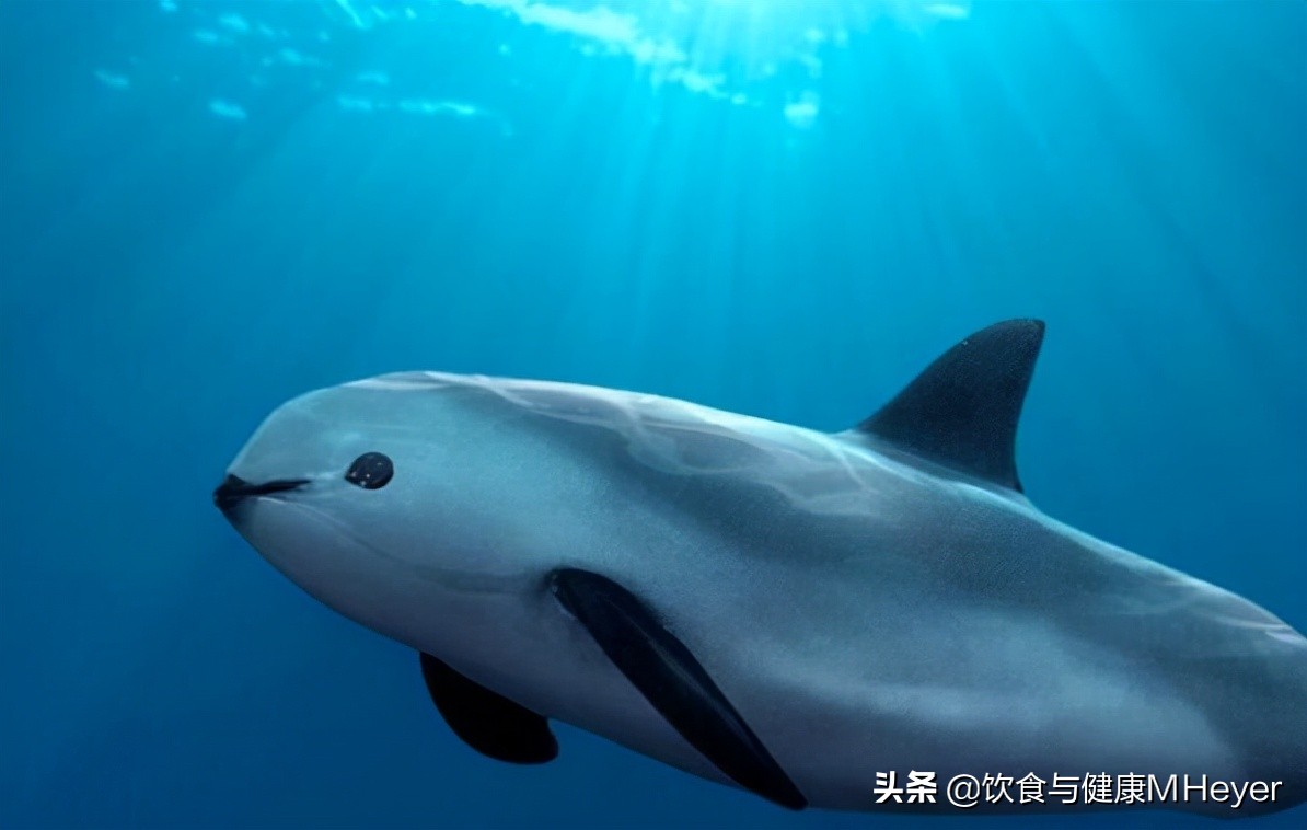 Vaquita: The "smiling panda" in the ocean, why are they extinct? - iNEWS