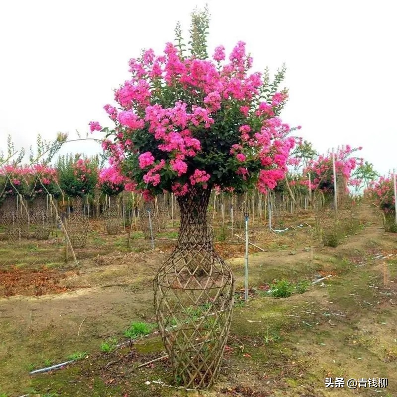 Techniques of Propagation and Rooting of Lagerstroemia in Tissue ...
