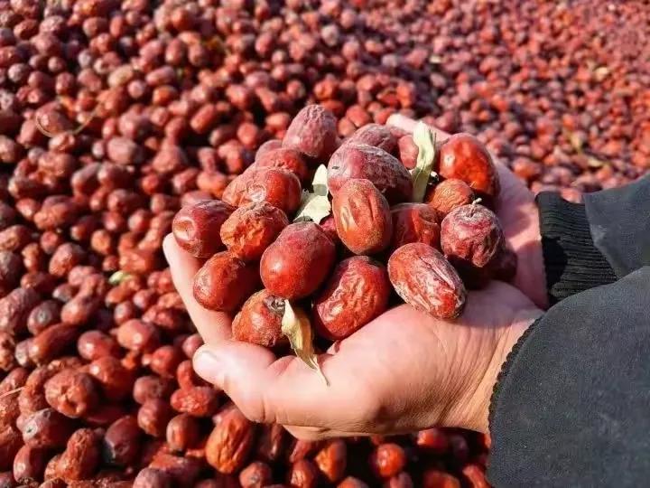 Xinjiang · Ruoqiang gray jujube - iNEWS