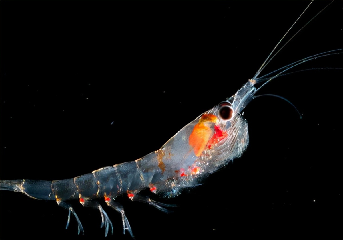 Antarctic krill: 500 million tons of offshore "gold mine", will China ...