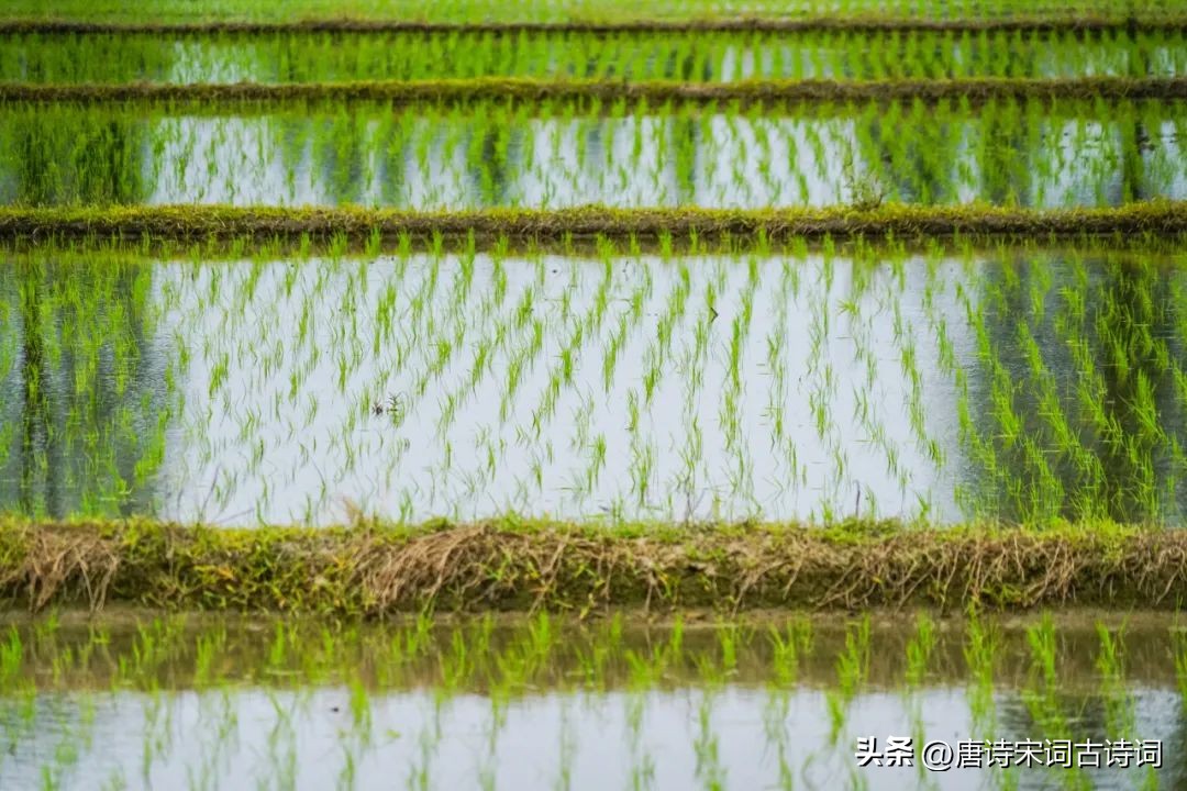 Fan Fu's "Miscellaneous Odes in the Field": Who can get leisure in the ...