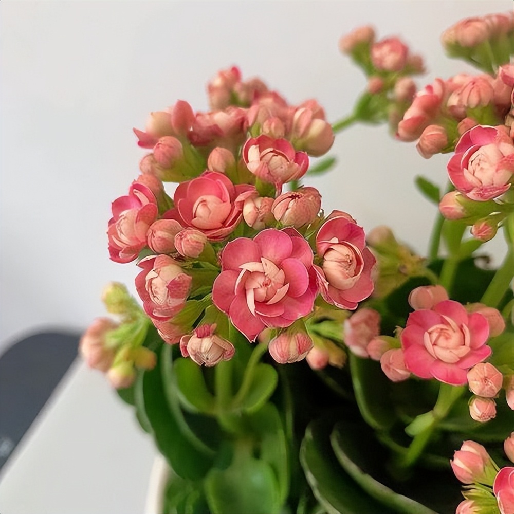 The buds of the beginning of autumn are coming to the fore, the ...