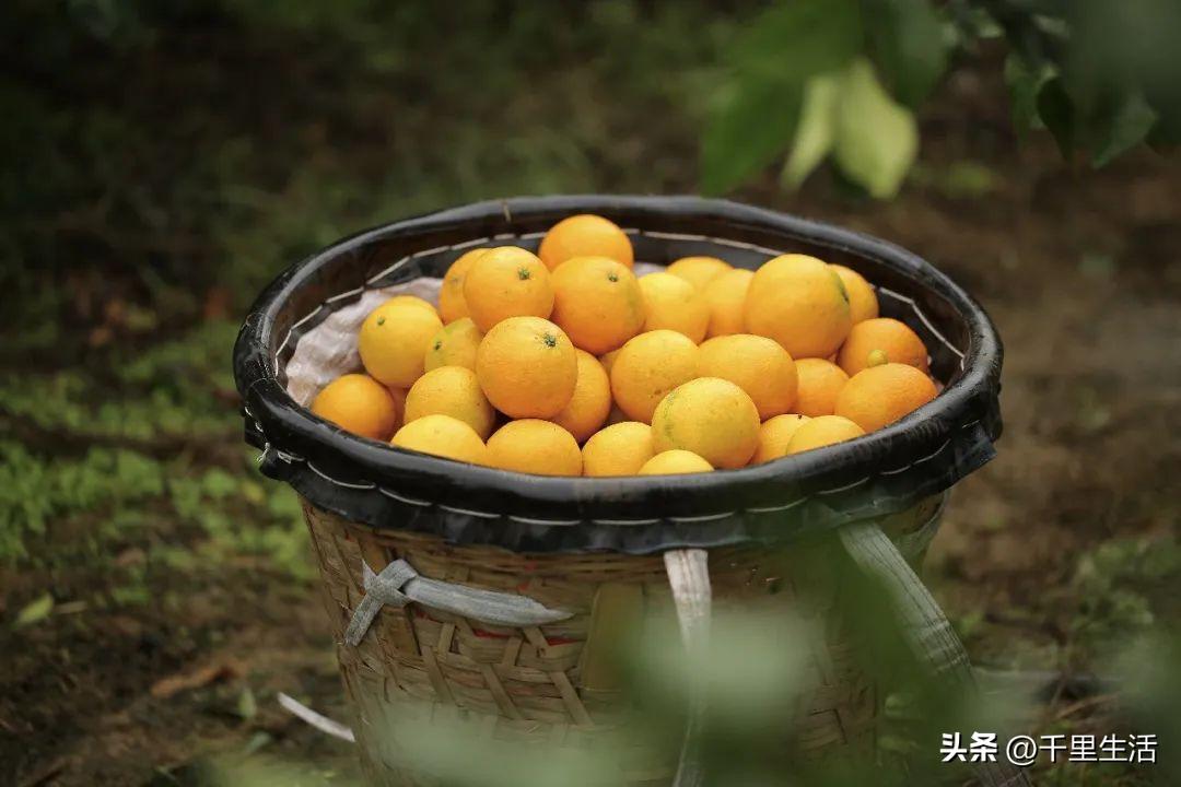 Ehime No. 38 Jelly Orange, a connotative orange queen, is simply the ...