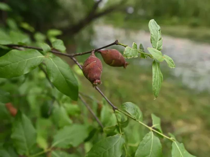 The wax plum is not a wax plum, nor is it a plum blossom - iNEWS