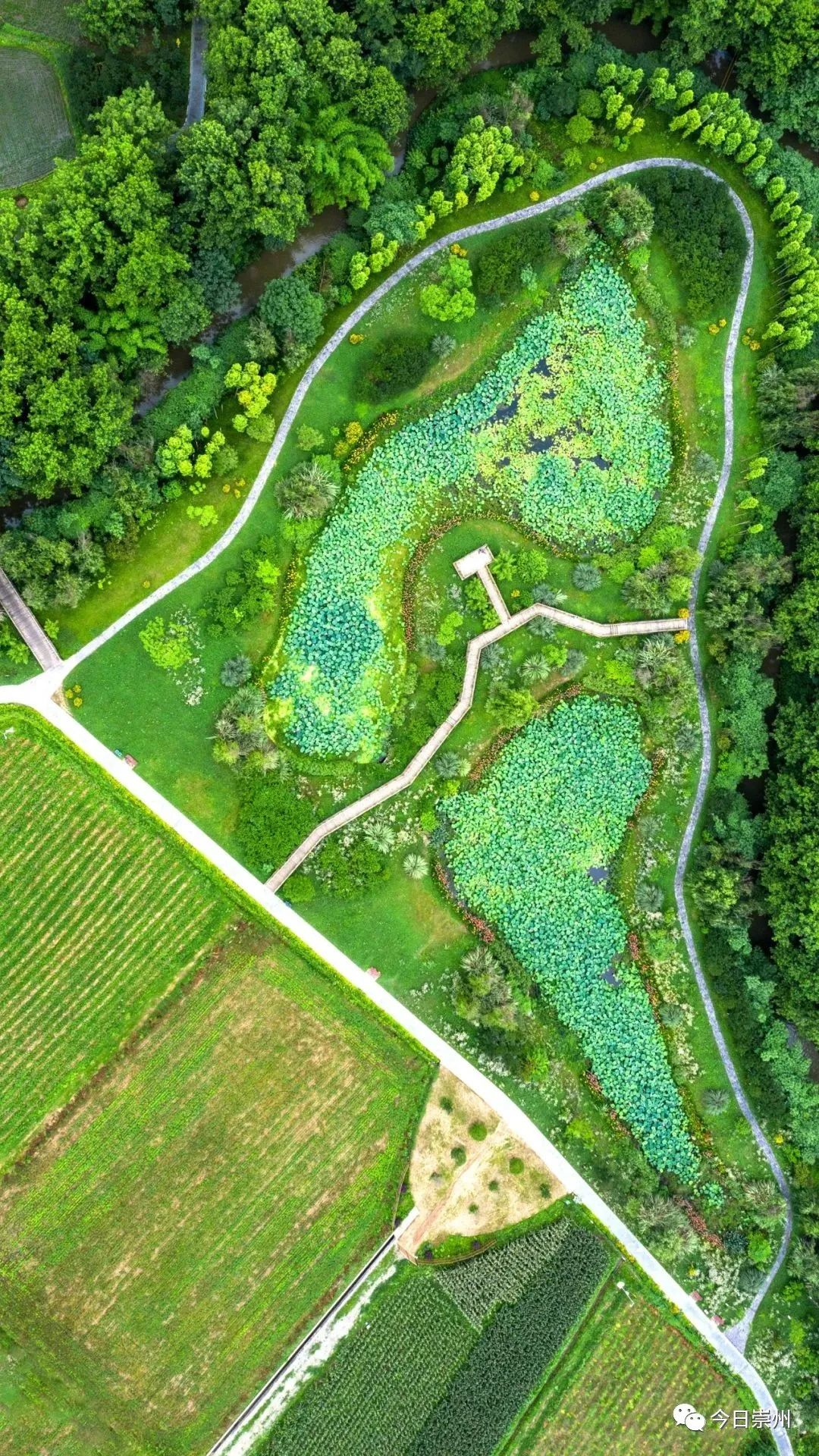 Come to Chongzhou to visit the green road and visit the wetlands, feel ...