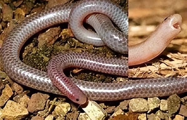 Sensory adaptations in blind snakes, revealing secrets of subterranean ...