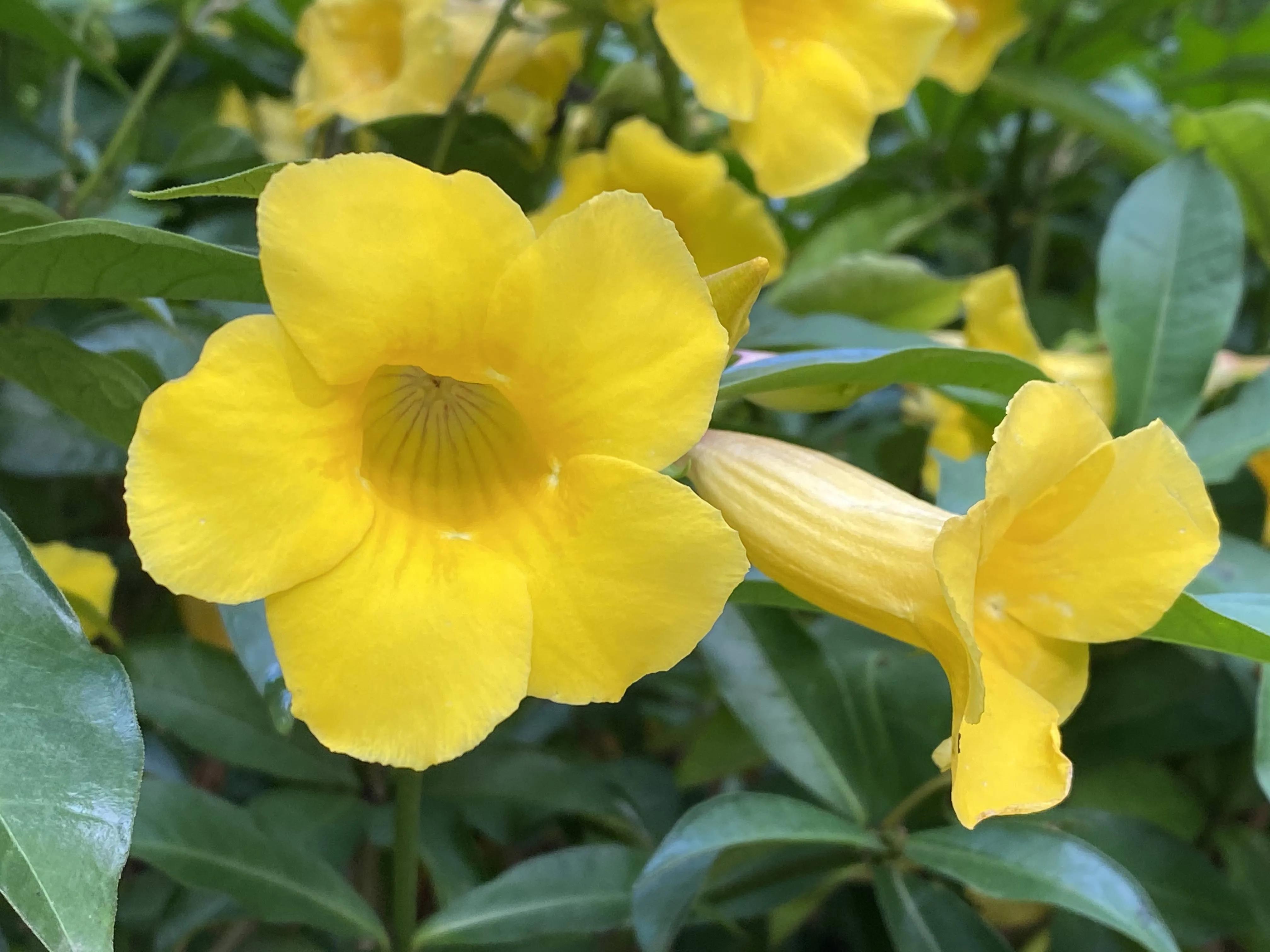 A piece of cloud in Wushan. Yellow cicada - iNEWS