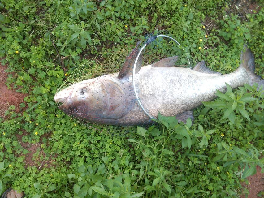 Xinjiang big head fish, giant panda in the water, almost eaten up - iNEWS