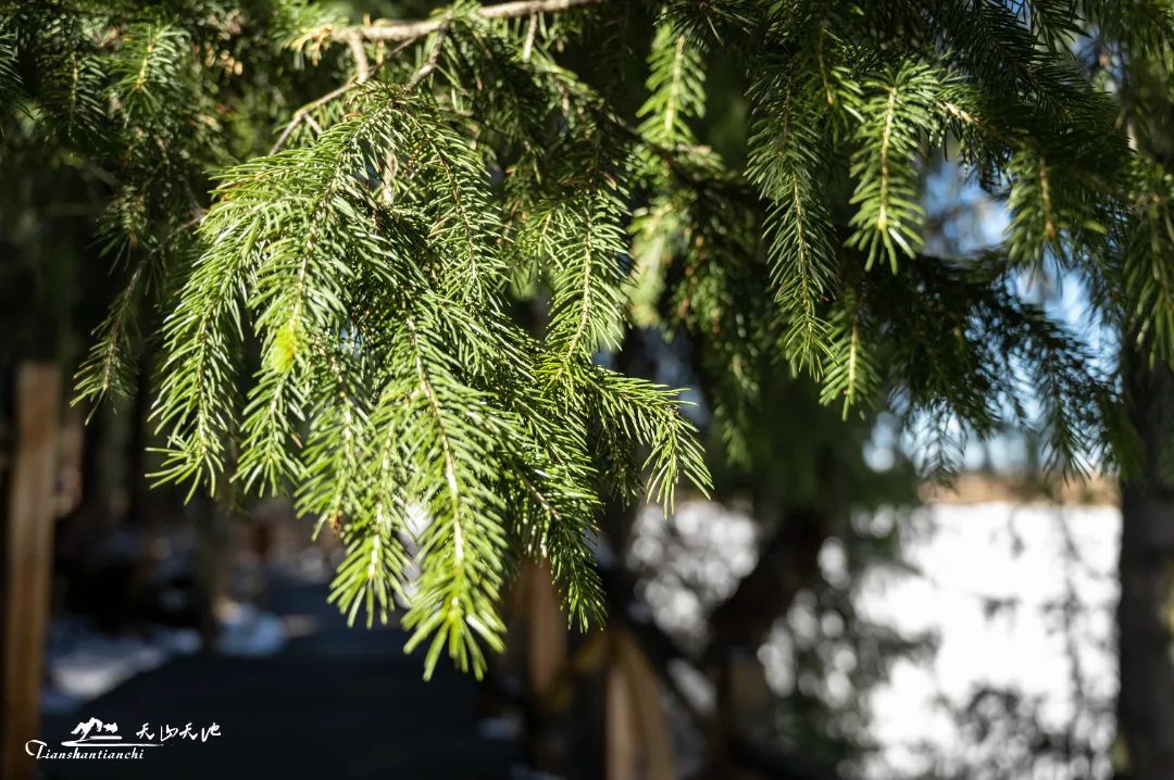 In the March of Tianshan Tianchi, go to a spring appointment - iNEWS