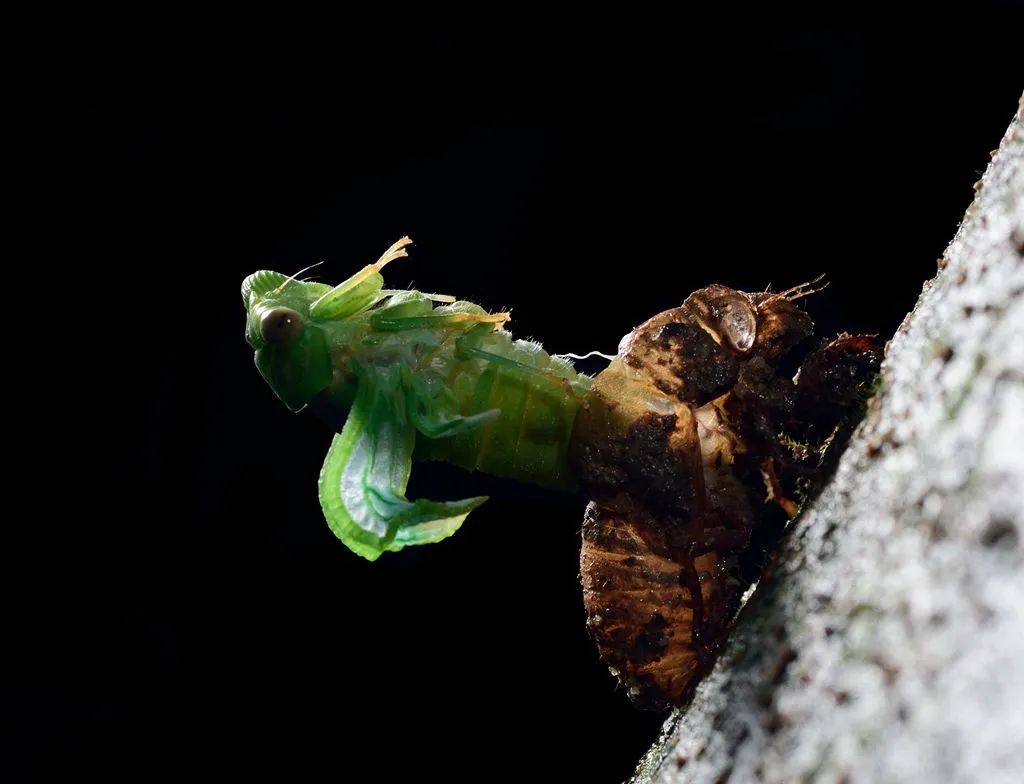 The history of the changes of jade cicadas in ancient China, you will ...