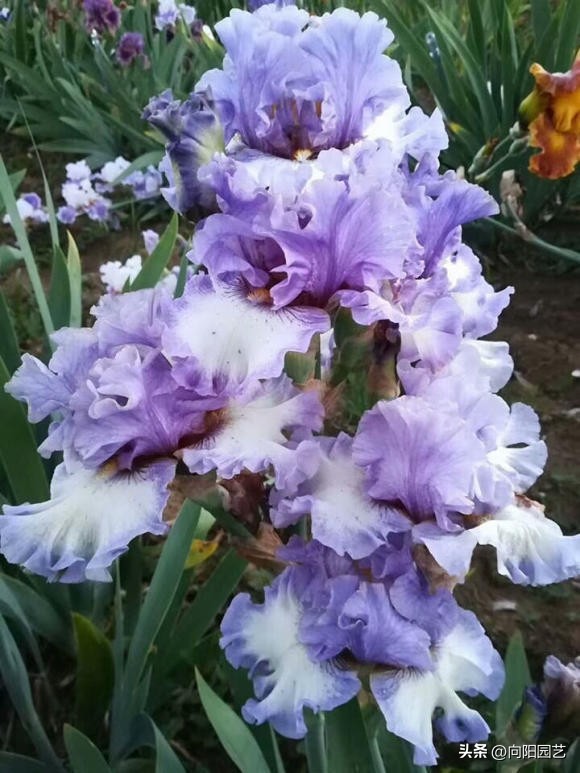 What is the difference between growing flowers at home and growing ...