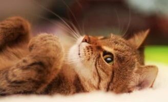 What should I do if my cat has seborrheic dermatitis? - iNEWS