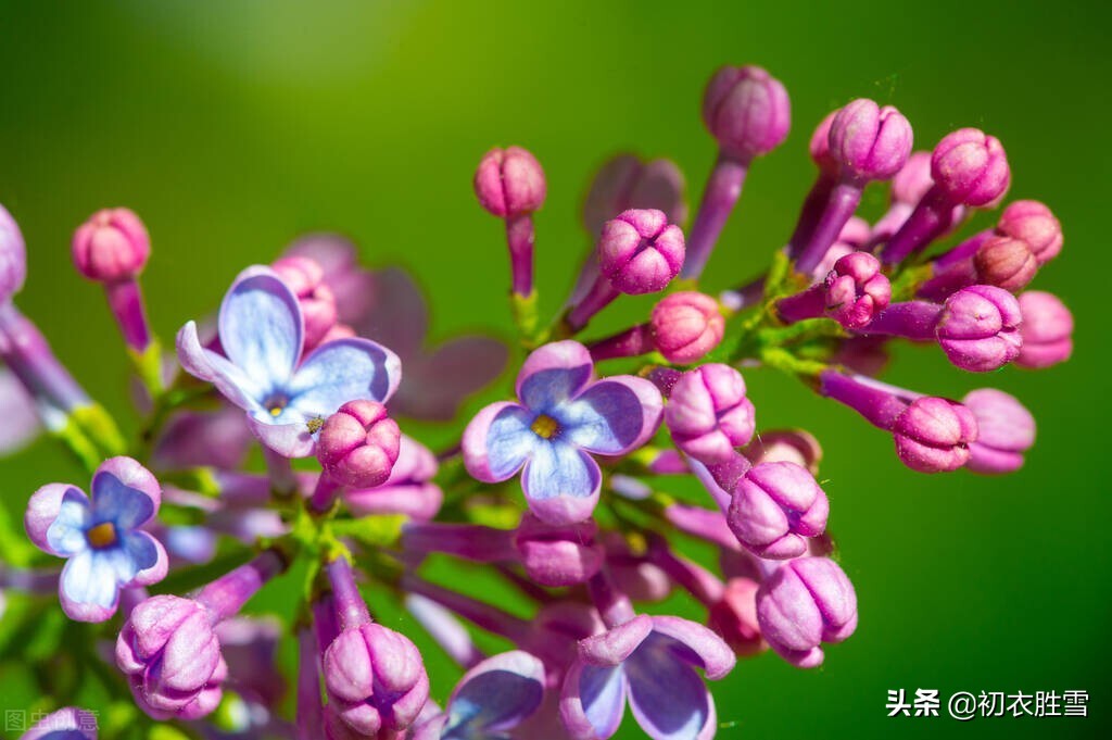 Six beautiful poems about lilacs in late spring: how beautiful purple ...