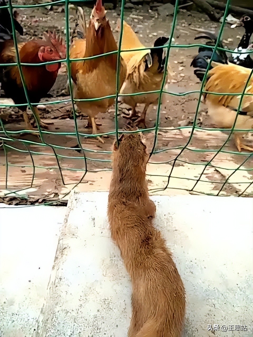 cunning weasel - iNEWS