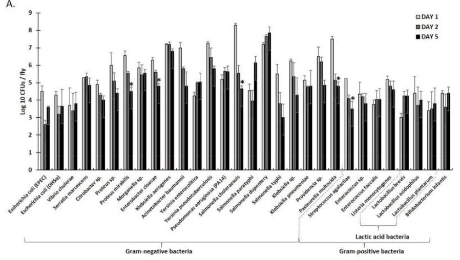 Antagonism of Proteobacterium and Firmicutes secreted factors against ...
