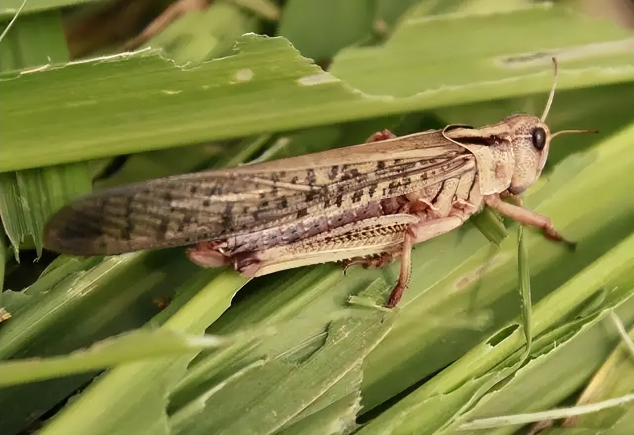 The locusts in the locust plague are highly poisonous, why don't ducks ...