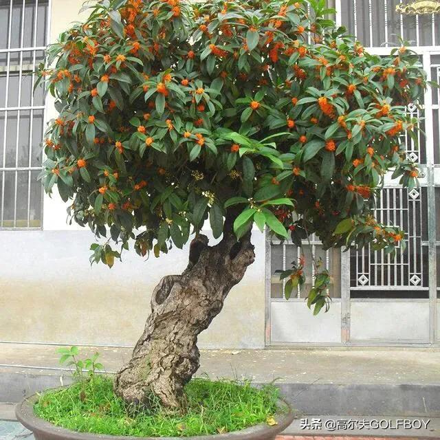 Arbor plant golden osmanthus - iNEWS