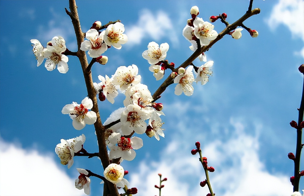 There are 6 word rankings for a certain Cipai, and Su Shi occupies the ...