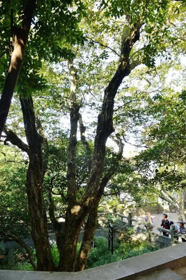 When it was the most scarce, there was only one tree left in the world ...