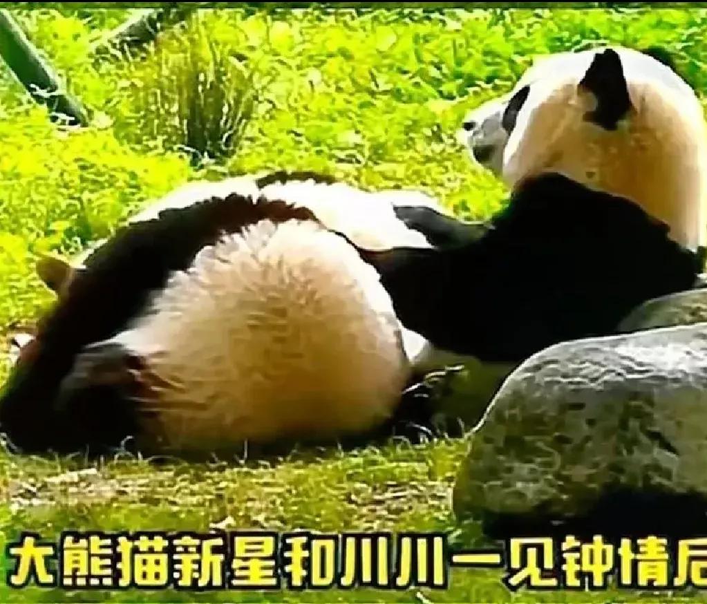 The infatuated giant panda "Xinxing" has been a widow for ten years ...