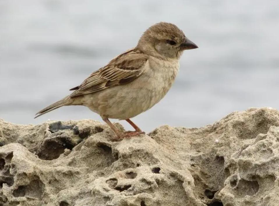 Chinese people don't eat sparrow meat, why are sparrows decreasing year ...