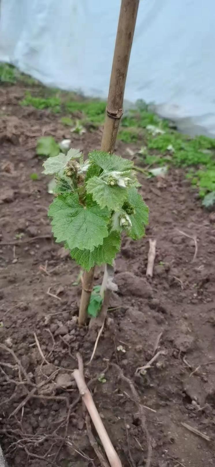 101-14 Rootstock Black Emperor Grape - iNEWS