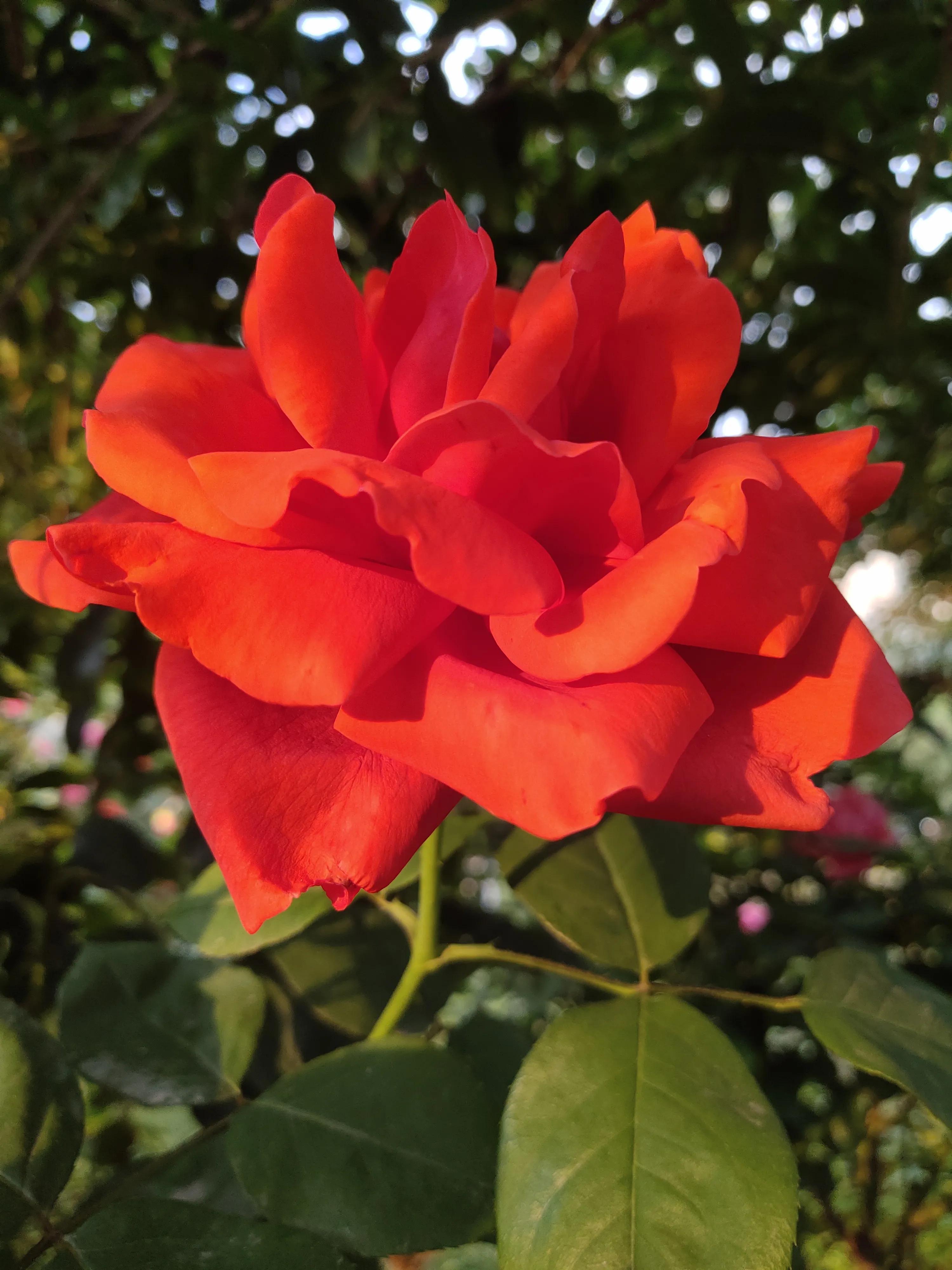 Watching Chinese roses bloom (original) - iNEWS