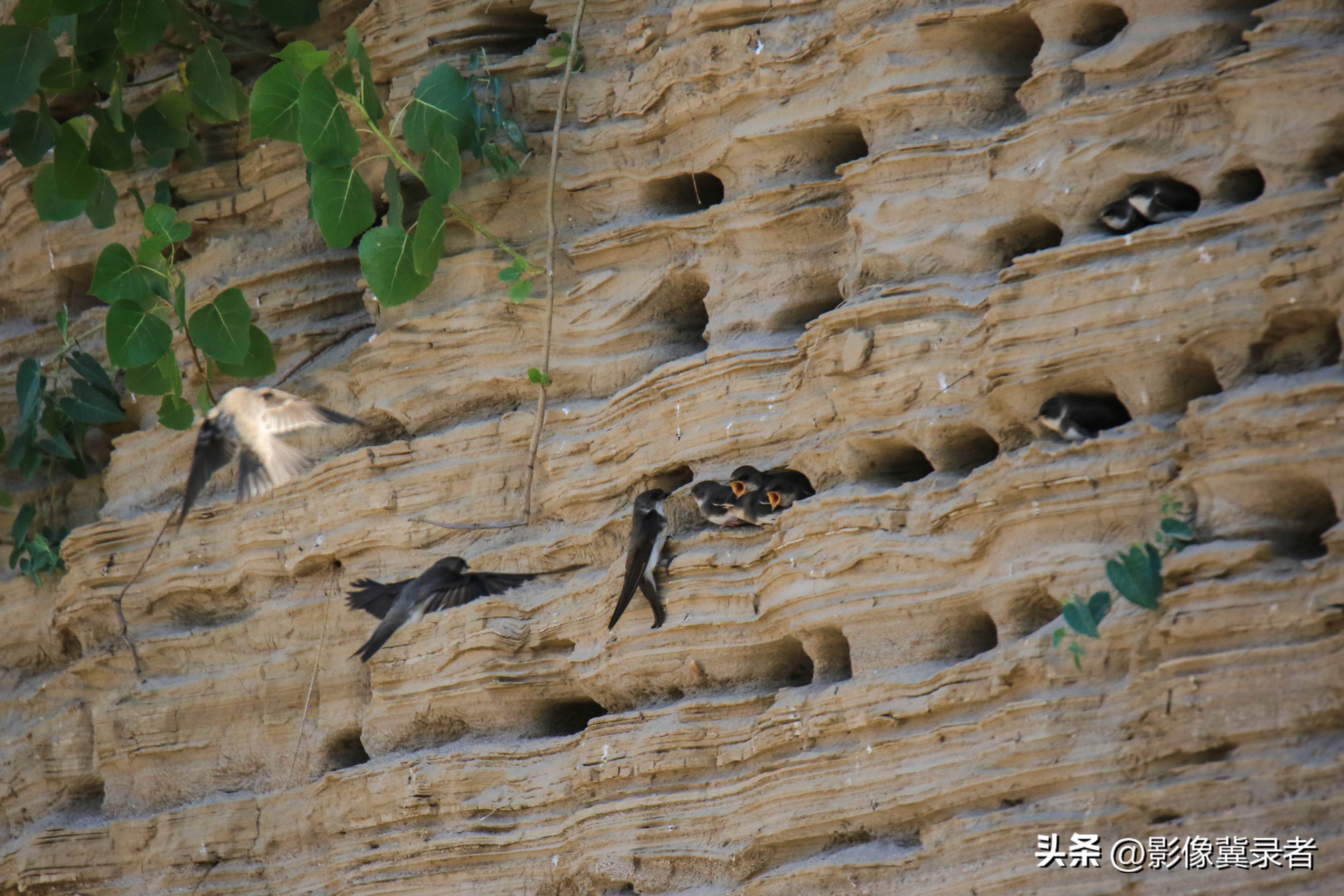 Spectacular! Tens of thousands of sand martins nest and breed in the ...