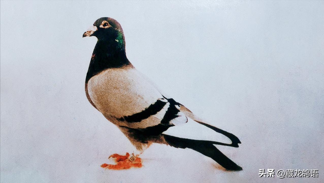 Success Comes From Love An interview with Yang Dengyuan, who ...