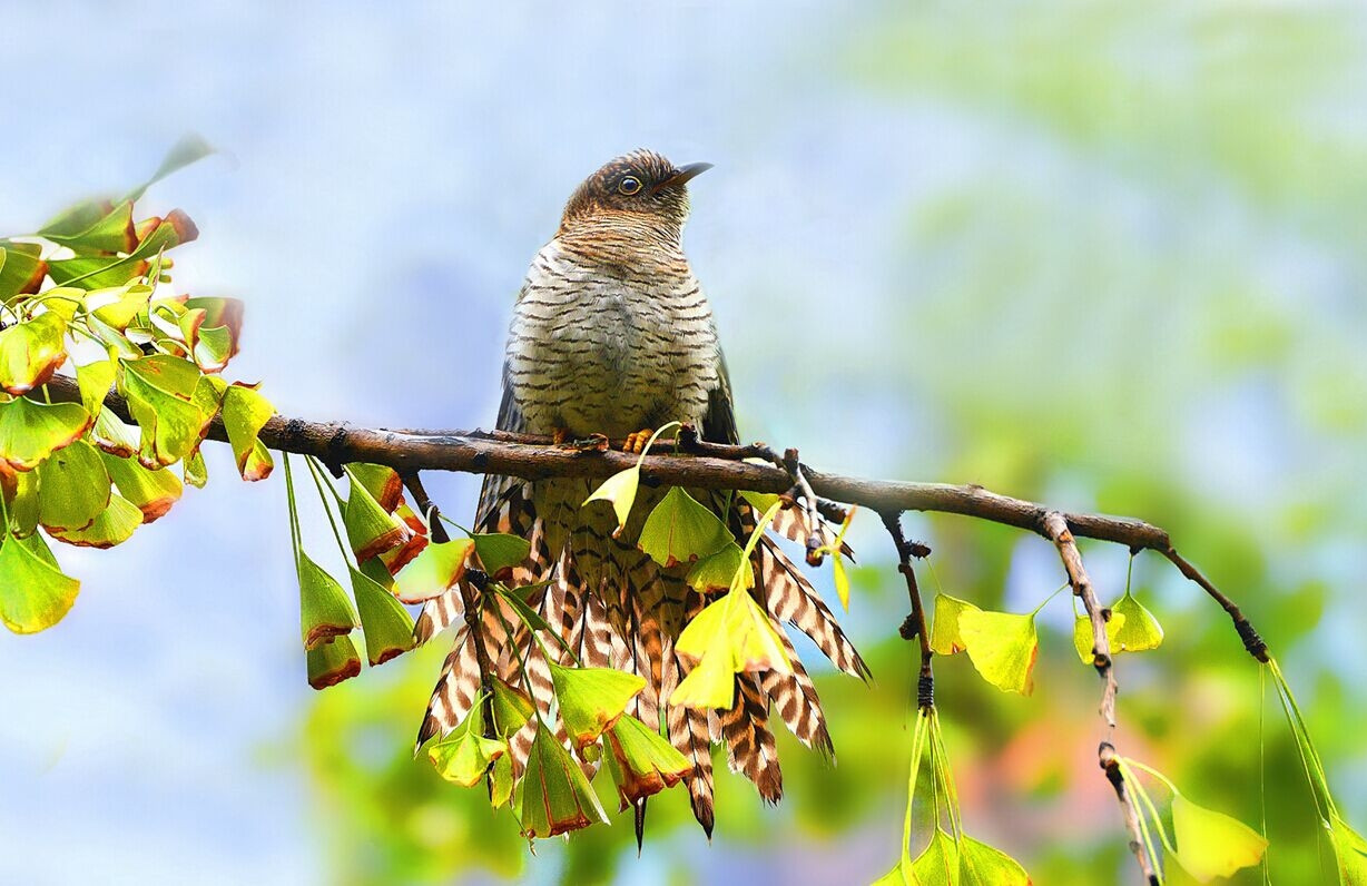 Cuckoo Ballad (Appreciation in American) - iMedia