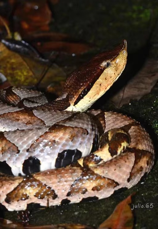 Five-step snake, cross-mountain wind, mountain snake, bamboo leaf green ...