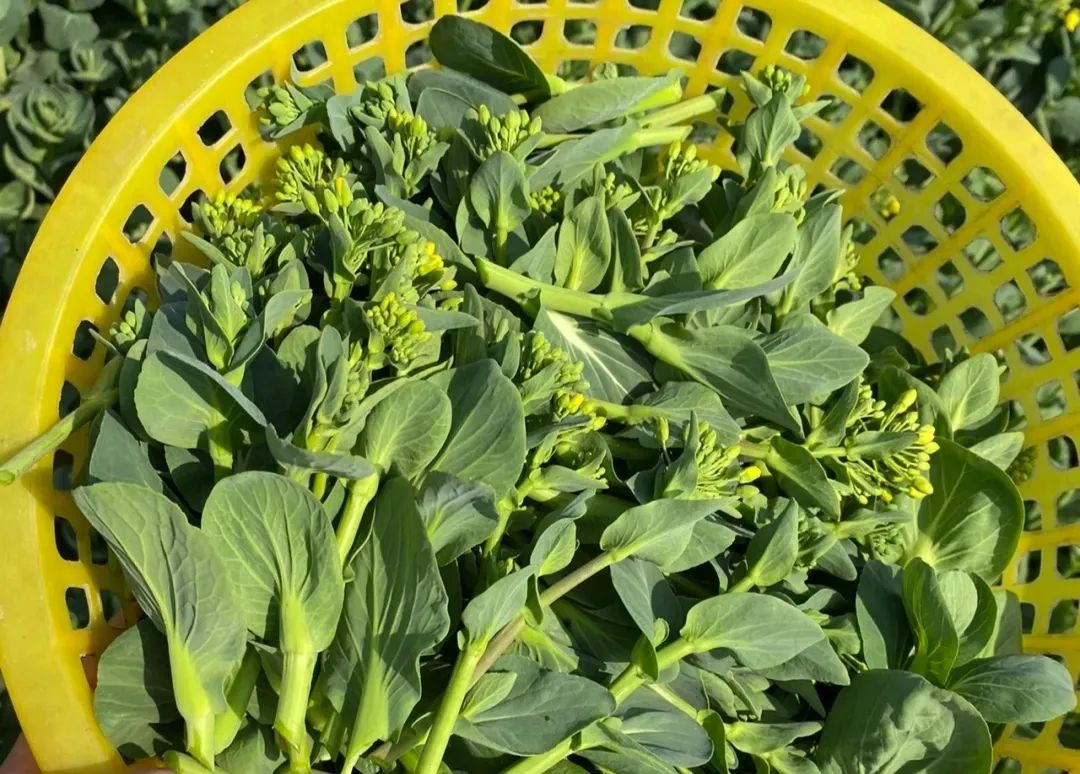 In spring, this dish is more delicious than fresh. - iNEWS