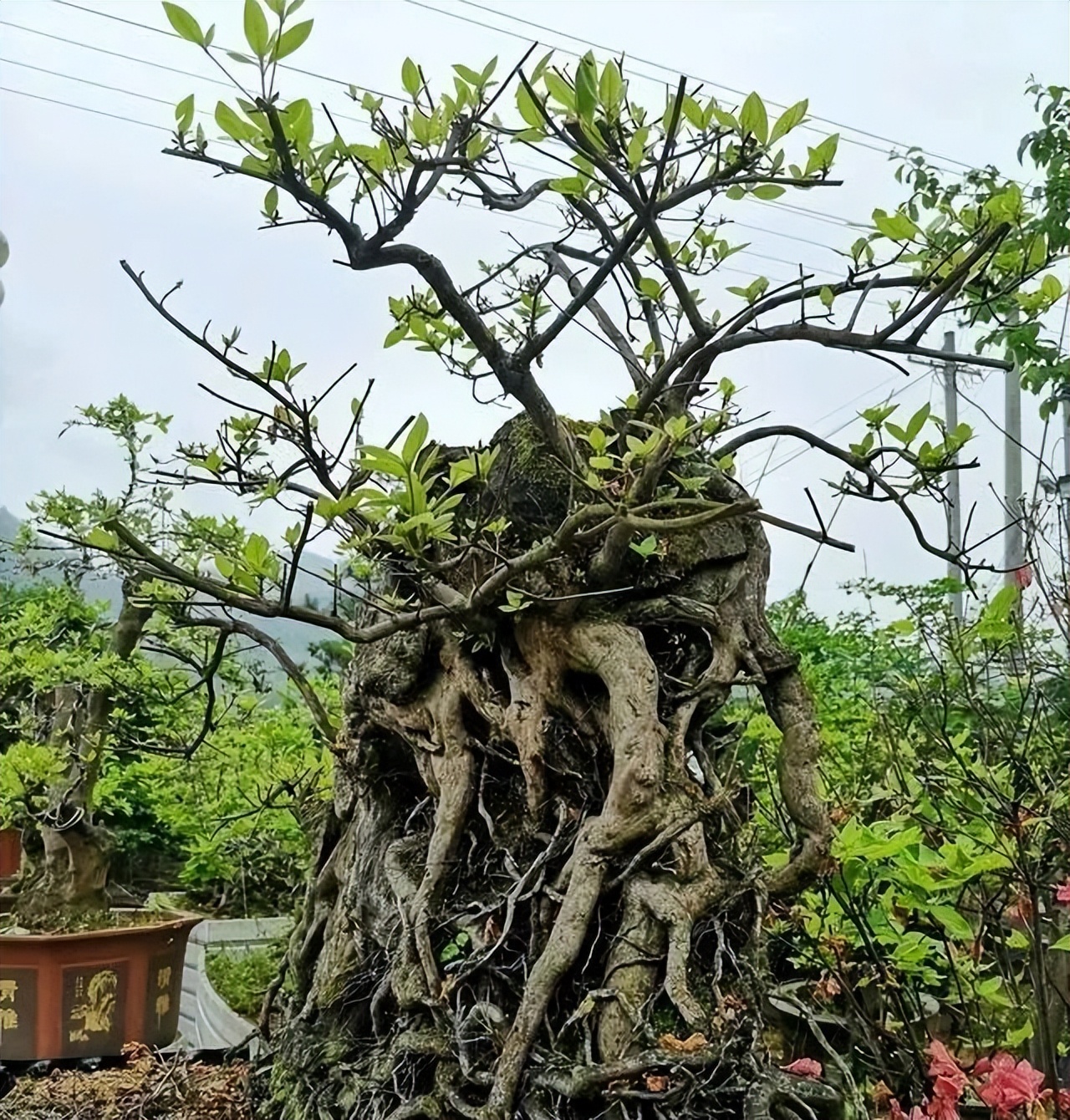 When playing bonsai, lift the roots up to play with taste - iNEWS